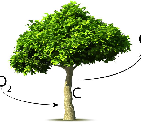 Carbon Dioxide Co2 Deficiency: how to notice it, symptoms and how to i ...